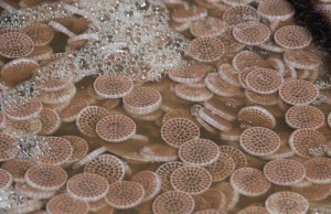 AnitaMox Espoon Blominmäkeen | Veolia Water Technologies Finland